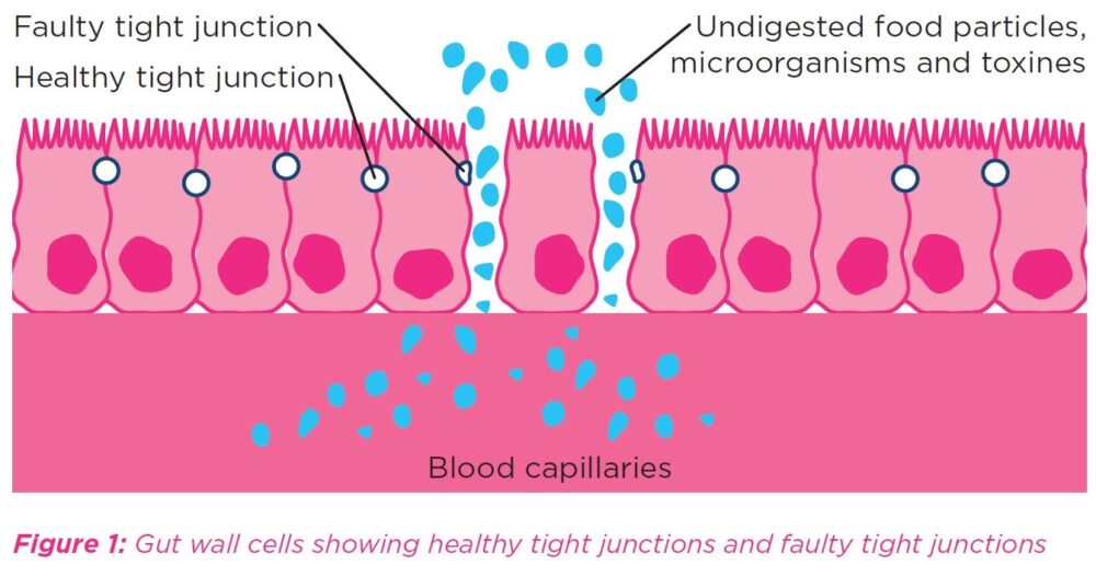 How Maximising Litres Can Affect Gut Health - Trident Micronutri