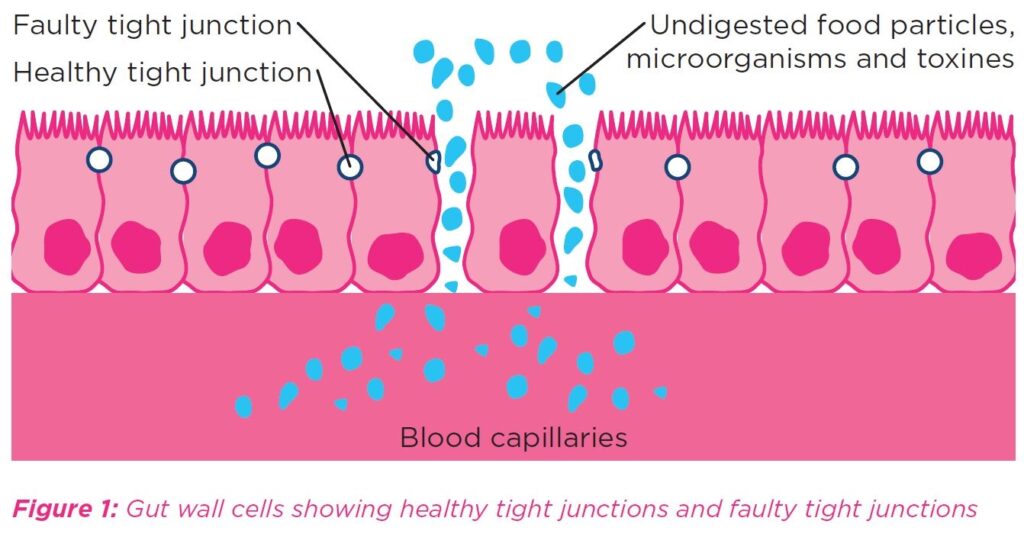 How Maximising Litres Can Affect Gut Health - Trident Micronutri