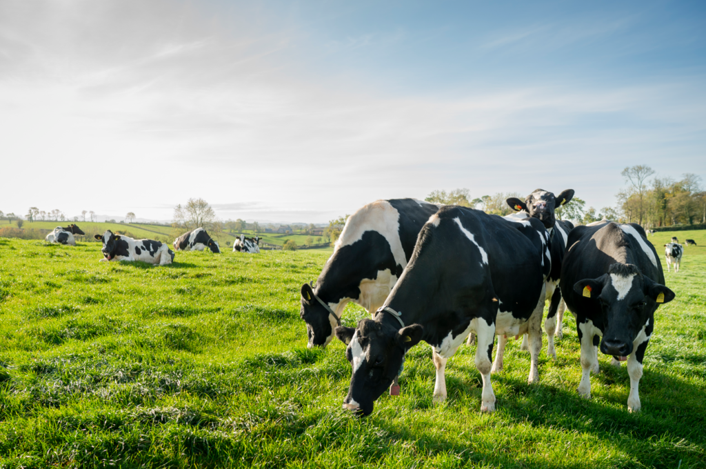Top Tips for Turnout - Trident Micronutri