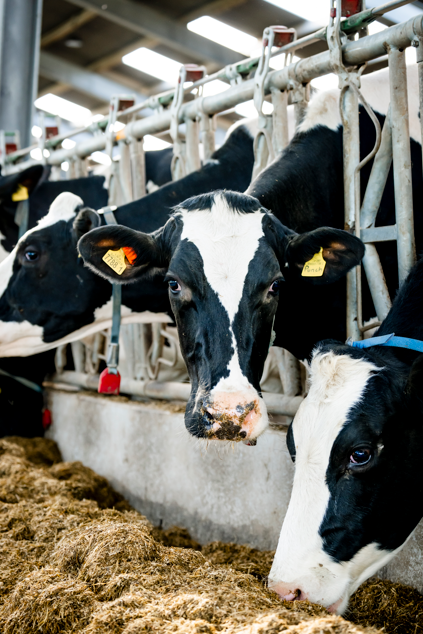 Mycotoxins In Maize - Trident Micronutri