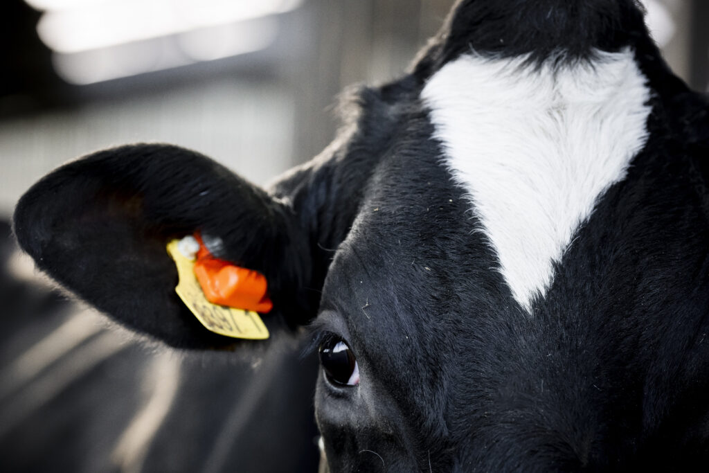 Mycotoxins in Maize: What You Need to Know This Season - Trident Micronutri